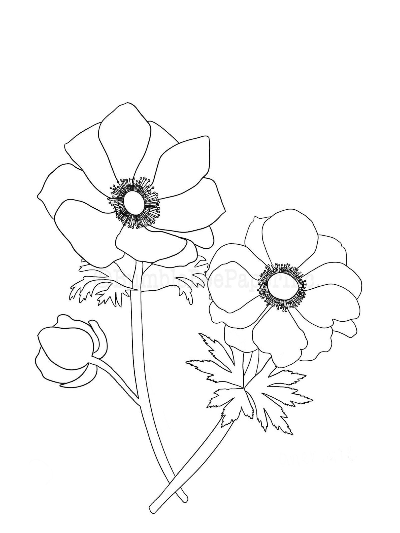 Poppy Anemone (anemone Coronaria) Flower Coloring Page/wall Art - Etsy