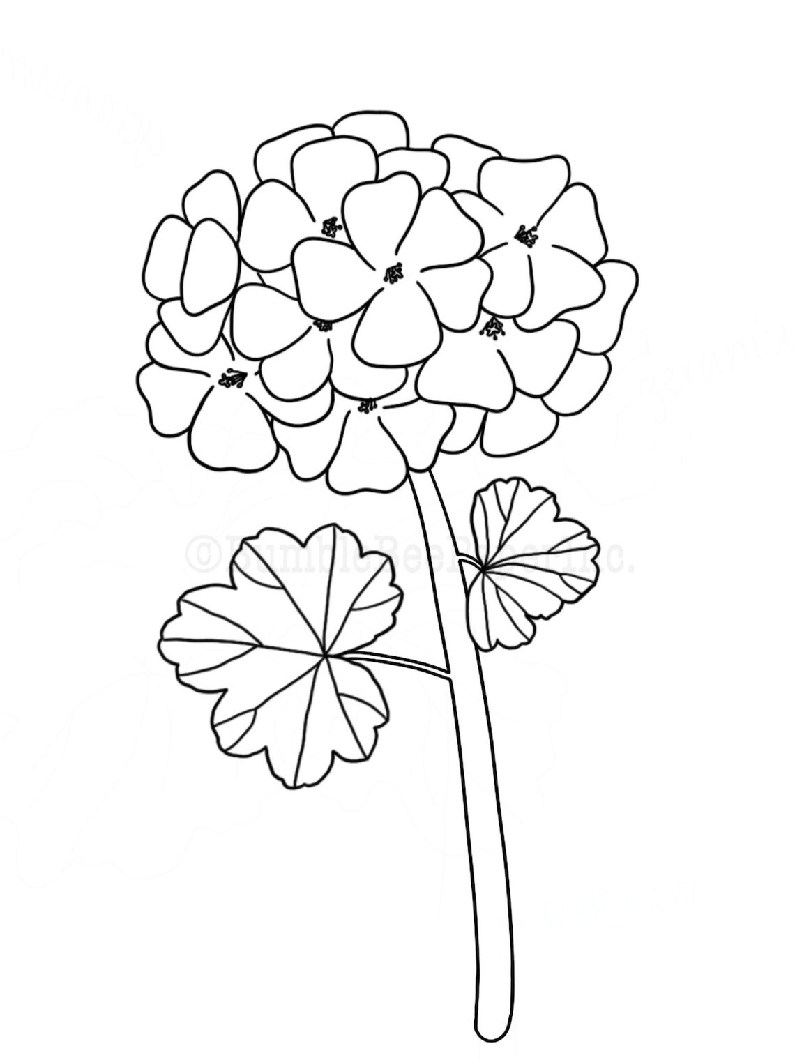Geranium (pelargonium) Coloring Page/wall Art - Etsy