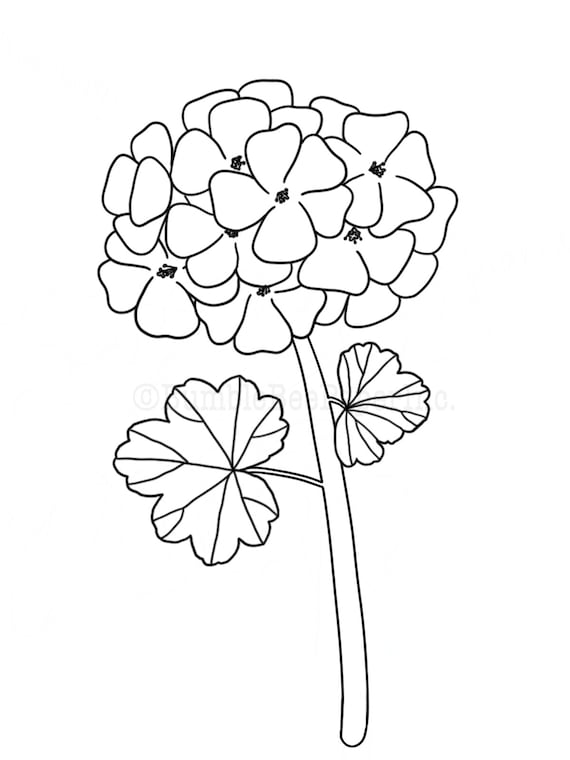 Outline Drawings Of Geraniums