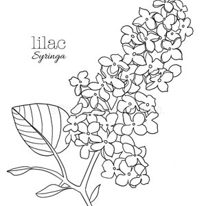 Lilac (syringa) Flower Coloring Page/wall Art - Etsy