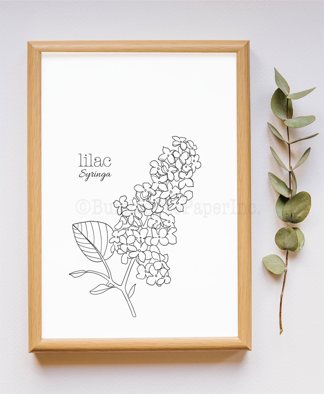 Lilac (syringa) Flower Coloring Page/wall Art - Etsy