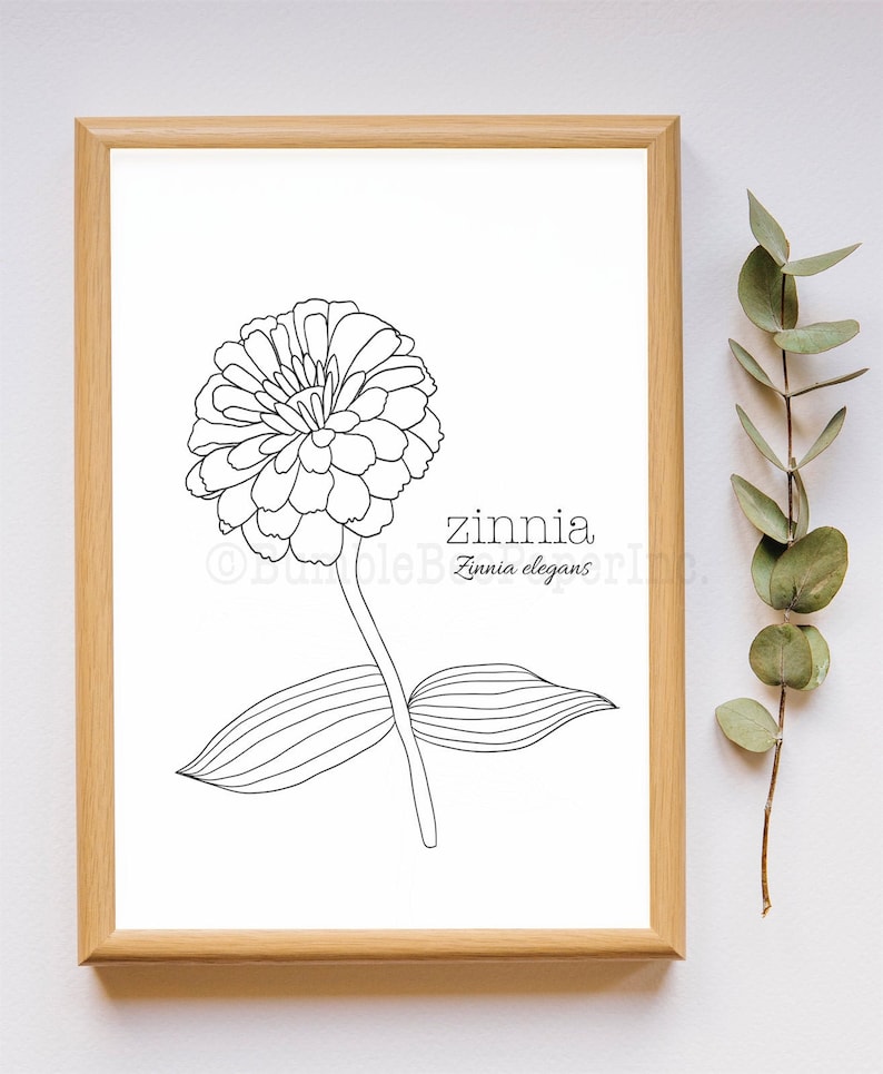 Zinnia (zinnia Elegans) Flower Coloring Page/wall Art - Etsy