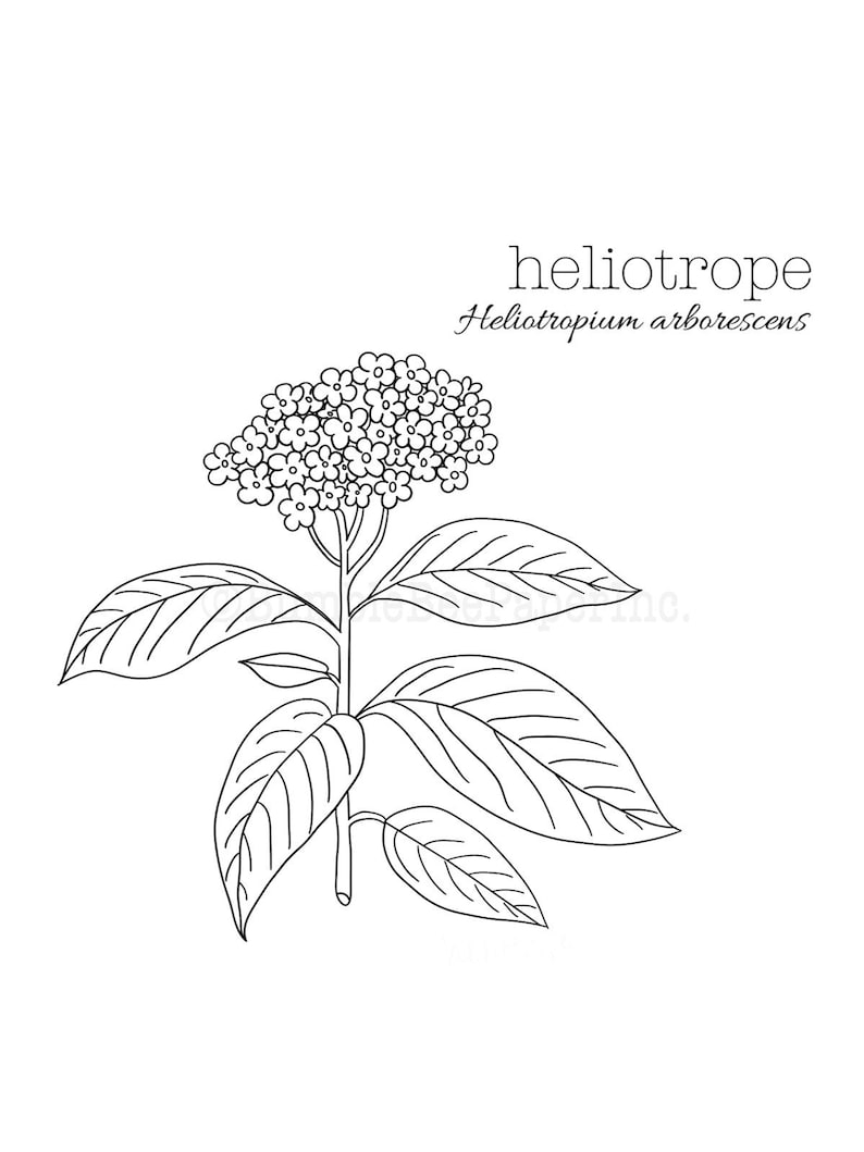 Heliotrope (heliotropium Arborescens) Flower Coloring Page/wall Art - Etsy