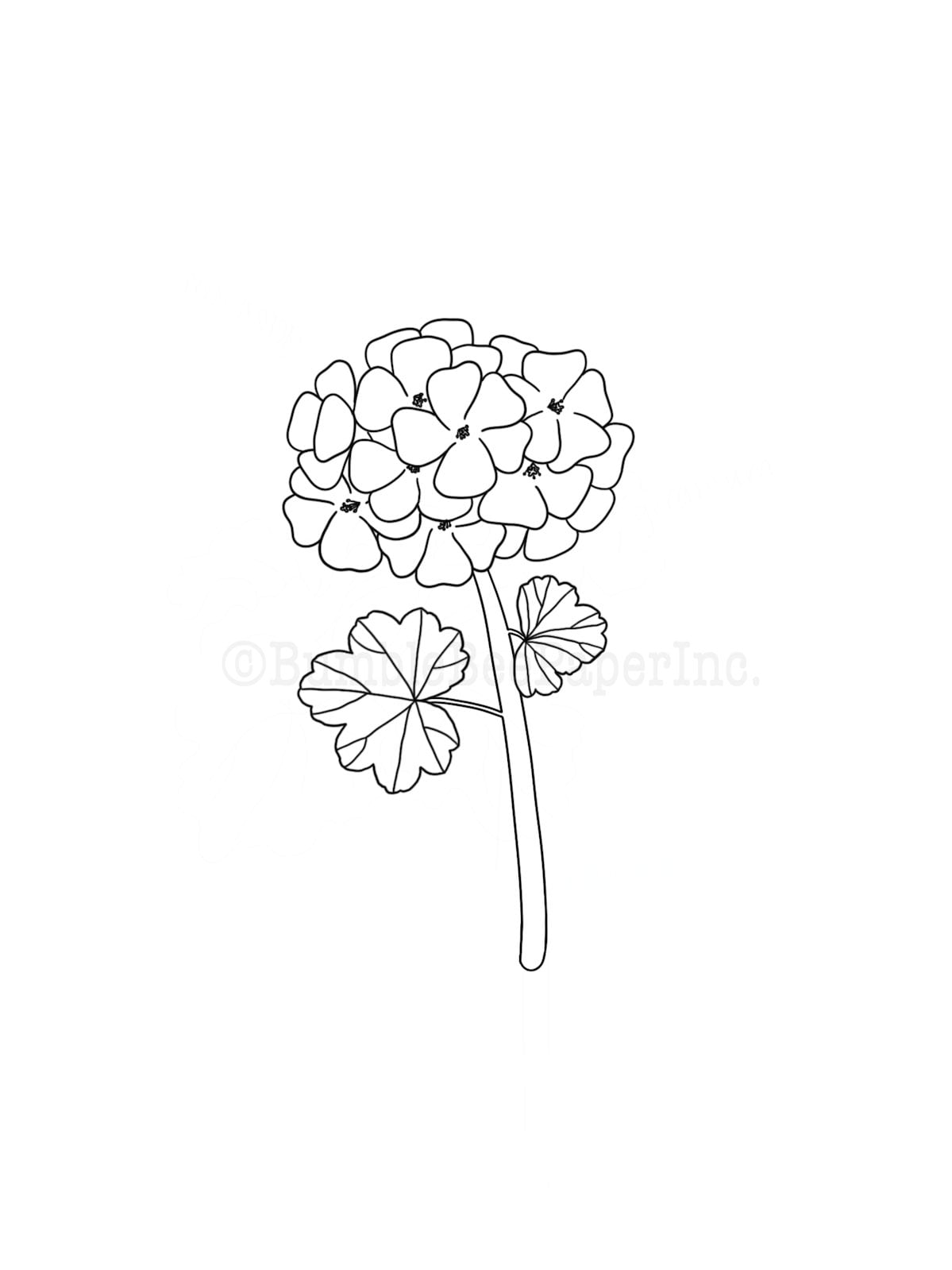 Geranium pelargonium Coloring Page/wall Art - Etsy Canada