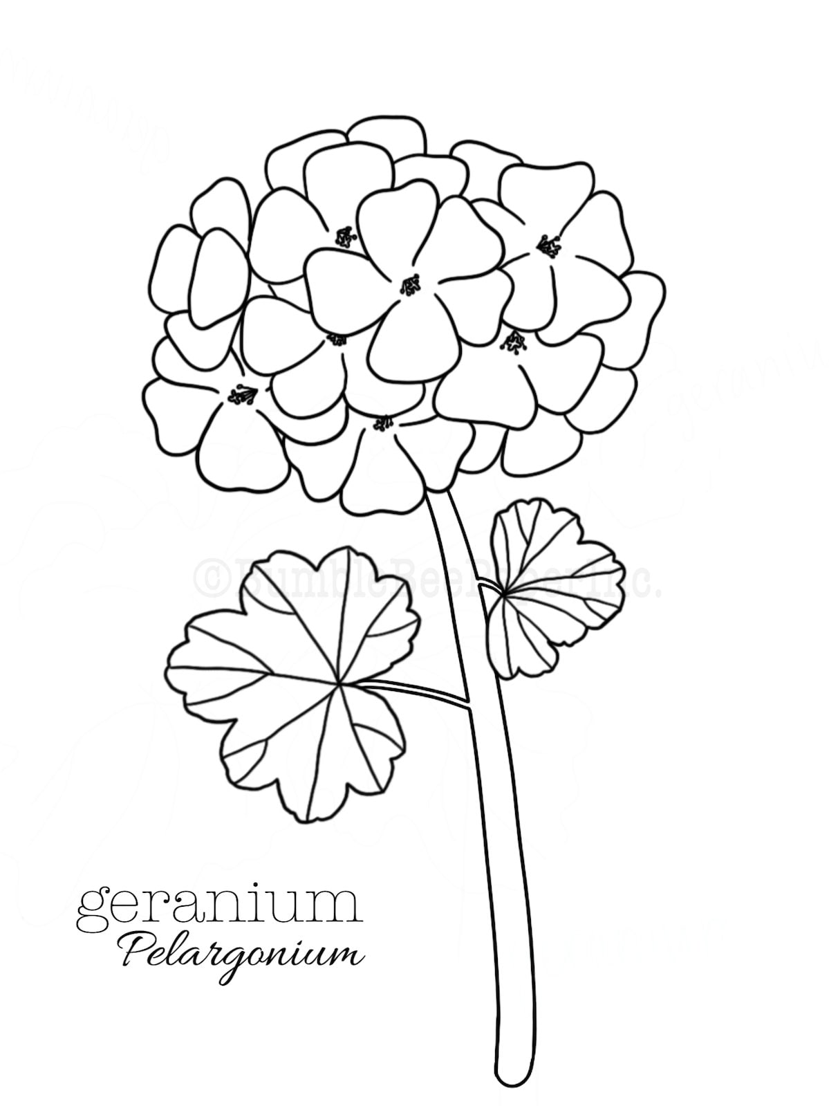 Outline Drawings Of Geraniums