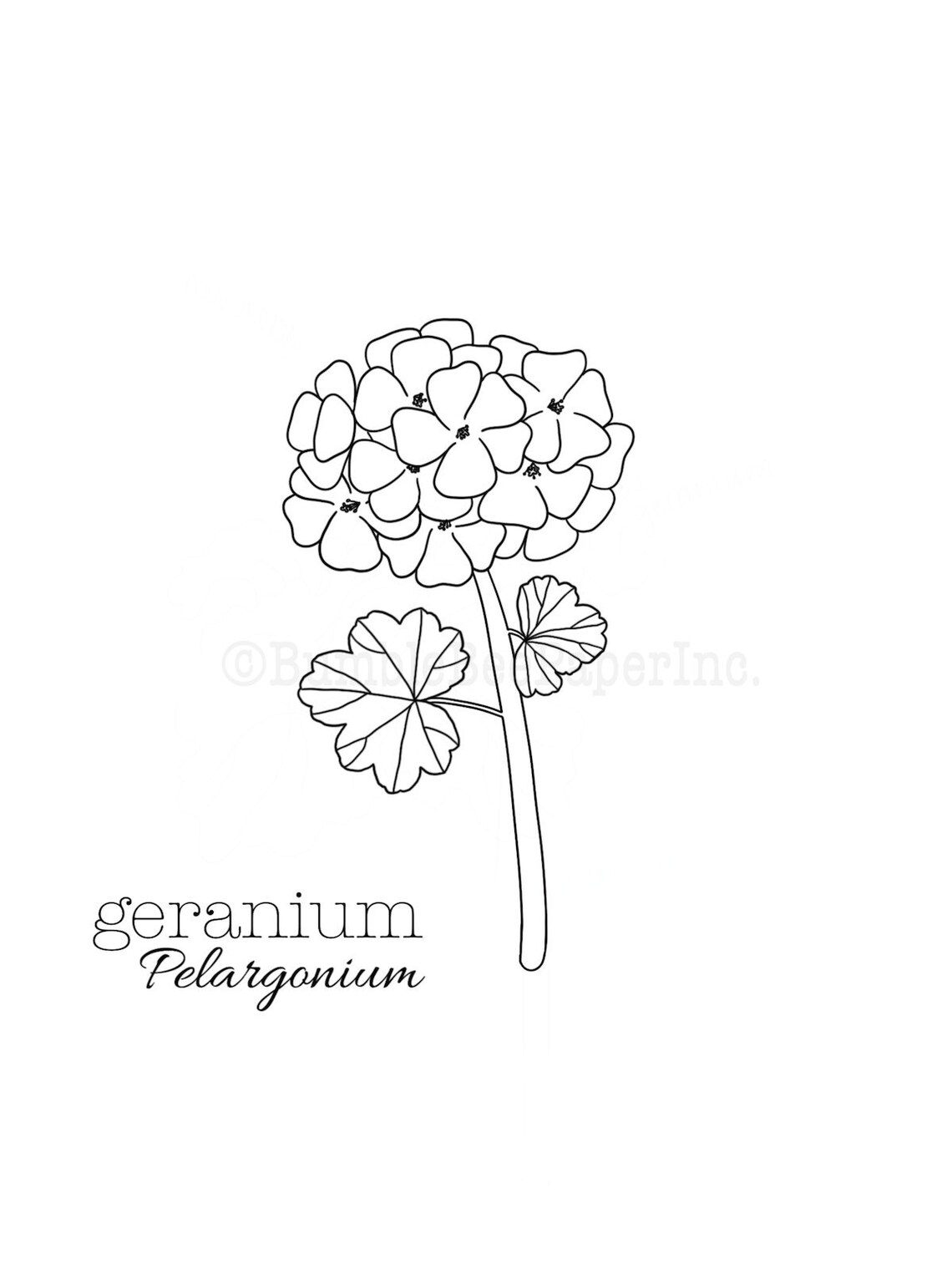 Geranium pelargonium Coloring Page/wall Art - Etsy Canada
