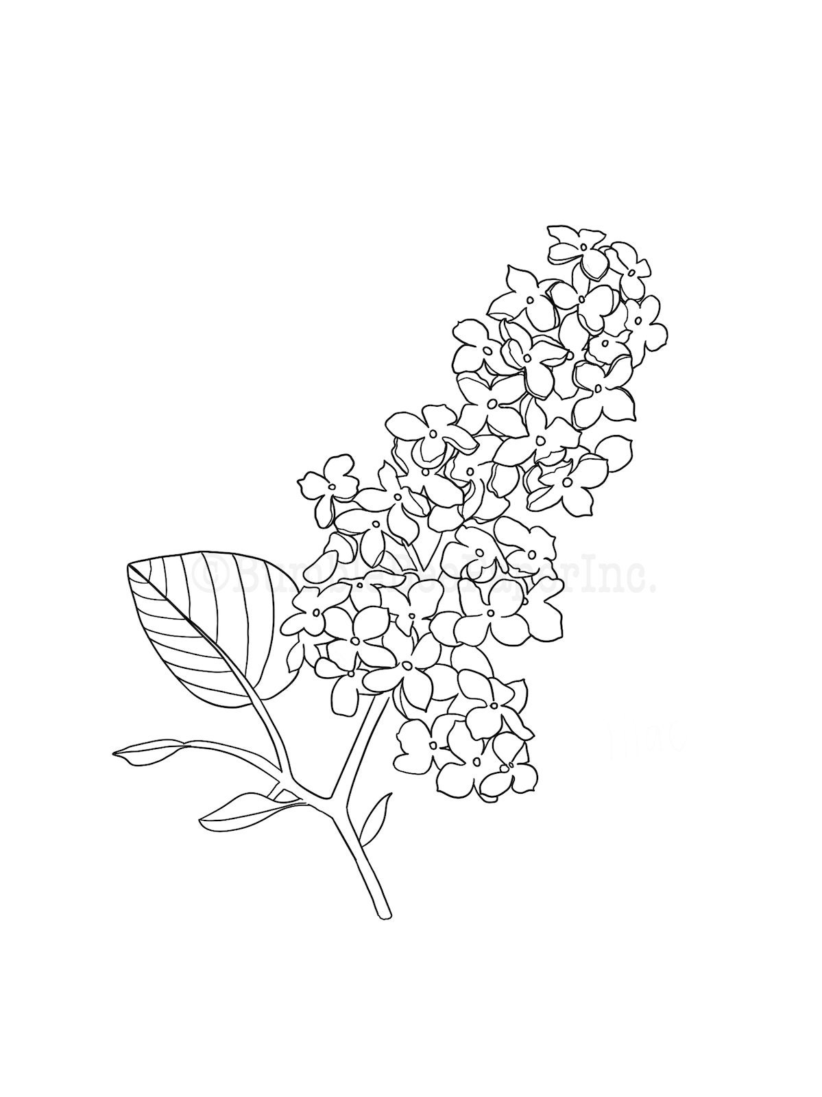 Lilac (syringa) Flower Coloring Page/wall Art - Etsy