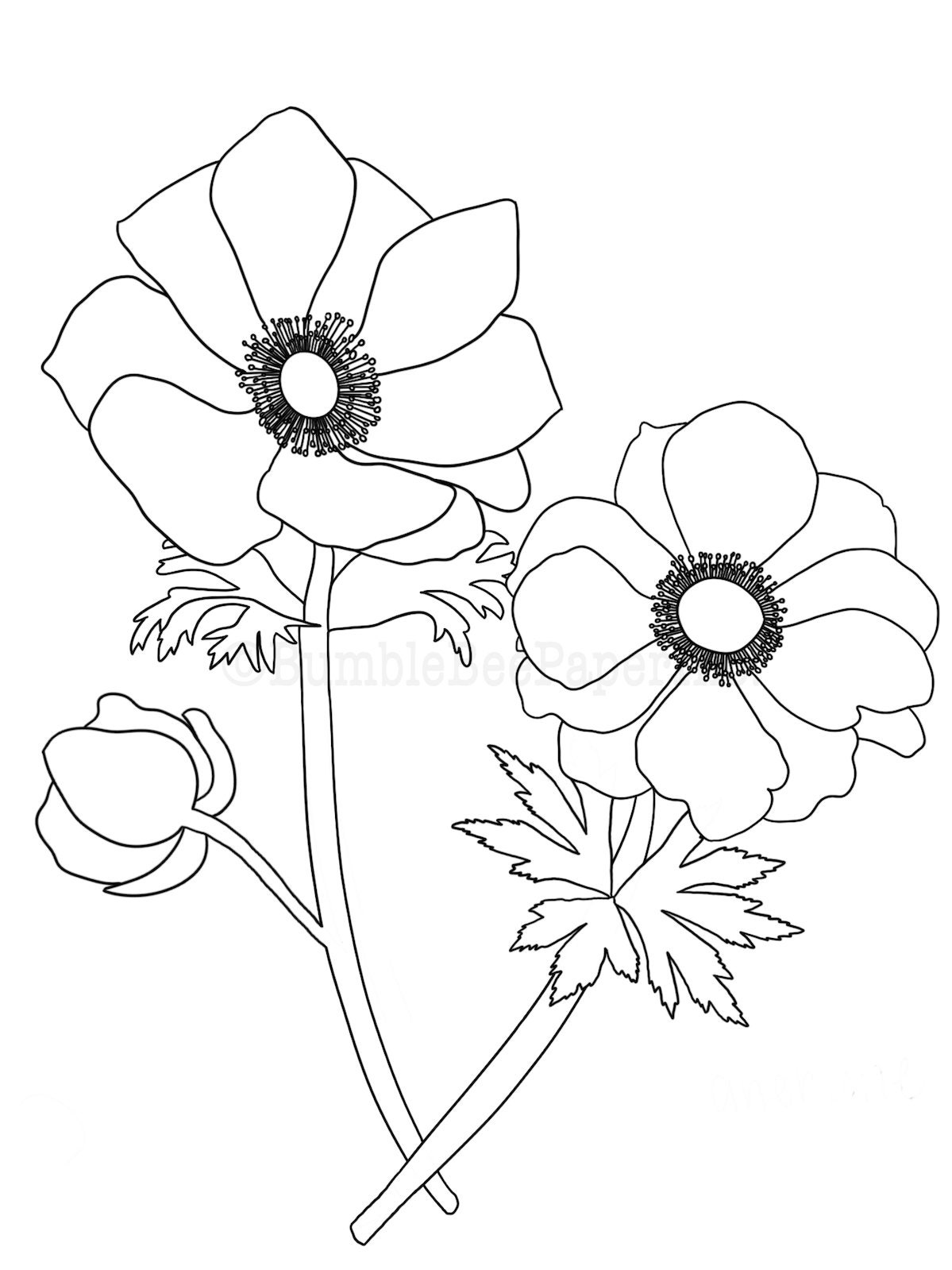 Pavot Anémone (Anemone coronaria) Fleur Coloriage Page/Art Mural - Etsy ...