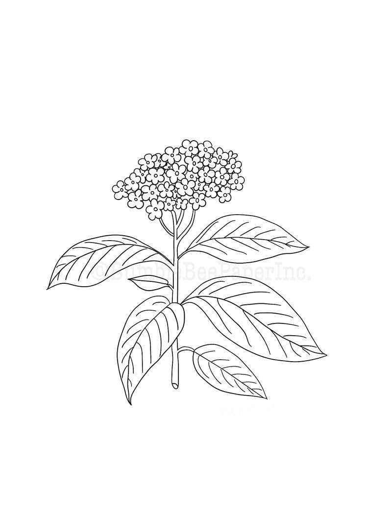 Heliotrope (heliotropium Arborescens) Flower Coloring Page/wall Art - Etsy