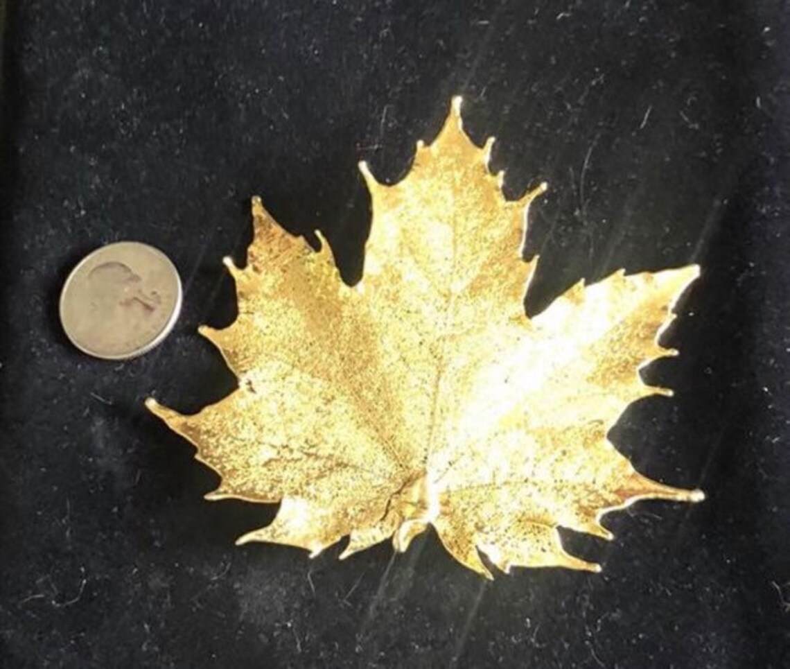 24K Gold Dipped Maple Real Leaf Extra Large Sugar Maple Aspen - Etsy