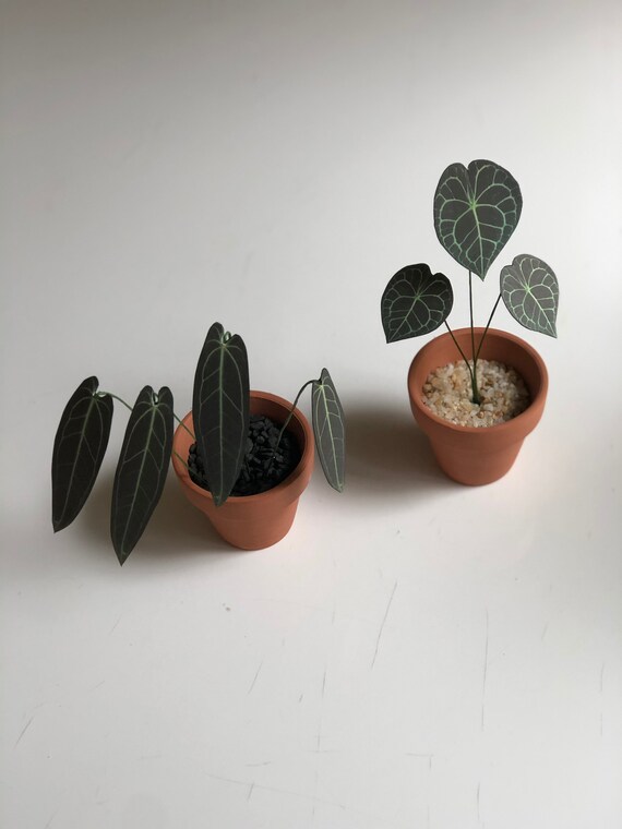 Mini Paper Plant Duo Anthurium Warocqueanum & Clarinervium | Etsy