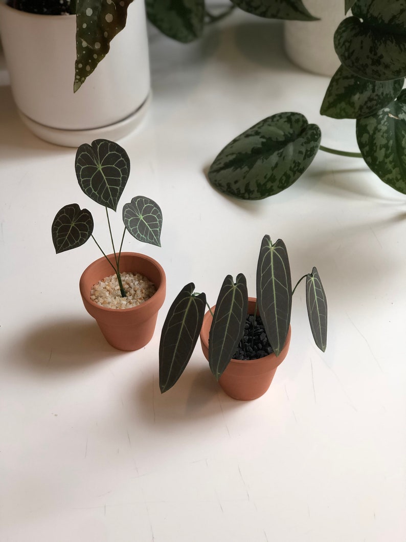 Mini Paper Plant Duo Anthurium Warocqueanum & Clarinervium | Etsy