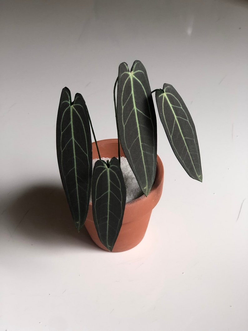 Mini Paper Plant Duo Anthurium Warocqueanum & Clarinervium | Etsy