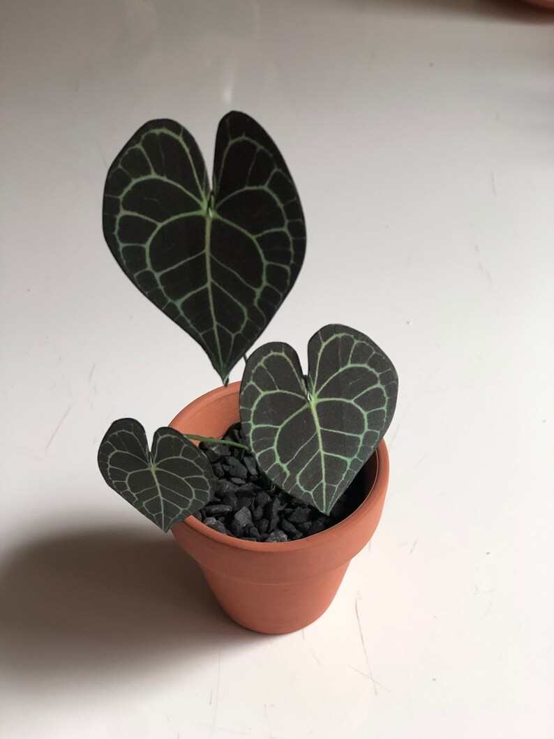 Mini Paper Plant Duo Anthurium Warocqueanum & Clarinervium | Etsy