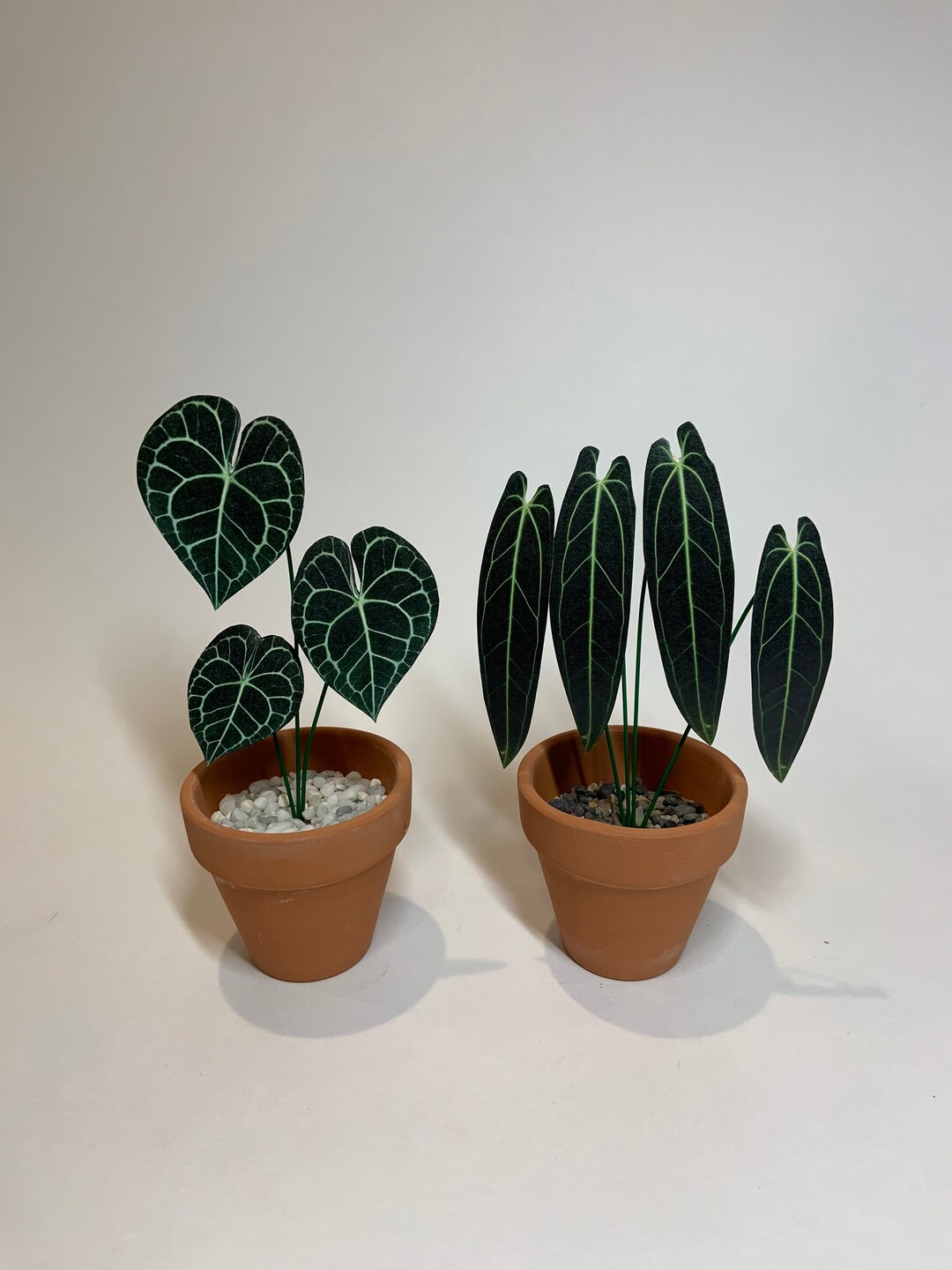 Mini Paper Plant Duo Anthurium Warocqueanum & Clarinervium - Etsy