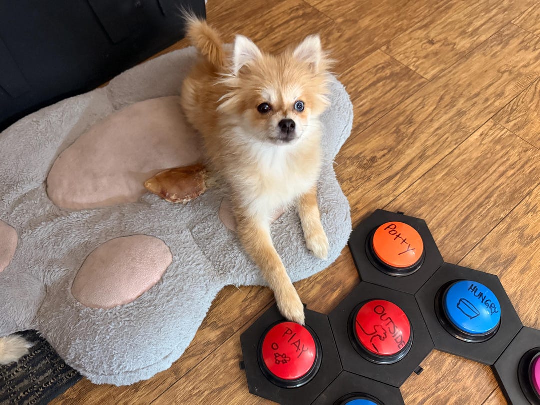 Interlocking Hex Tiles for Talking Dog Buttons (set of 4) - Etsy