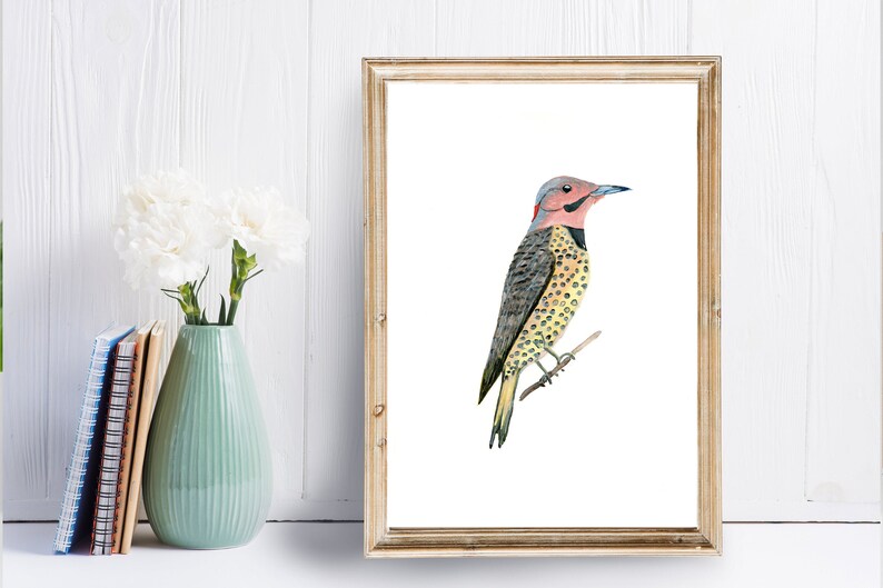 Northern Flicker Print - Woodpecker - Alabama State Bird - Yellowhammer ...