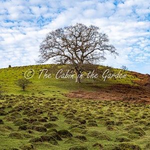 Dunster Deer Park Tree Exmoor Photography Print - Etsy