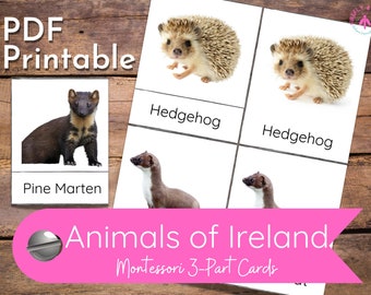 Solar System Montessori Nomenclature 3-part Cards Science Unit - Etsy