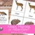 Desert Animals Montessori 3-part Cards Flash Card Activity for Social ...