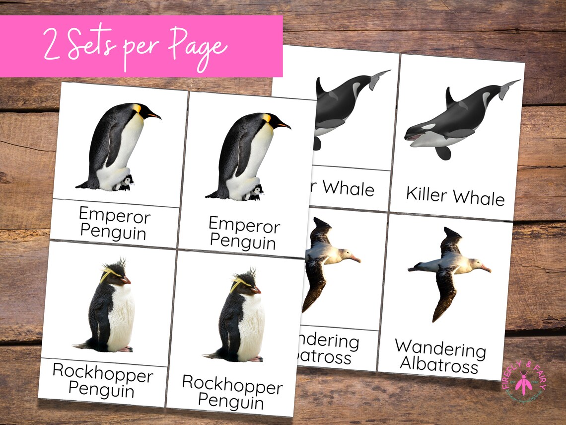 Animals of Antarctica Montessori Nomenclature 3-part Cards Science ...