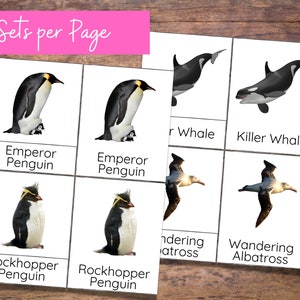 Animals of Antarctica Montessori Nomenclature 3-part Cards Science ...