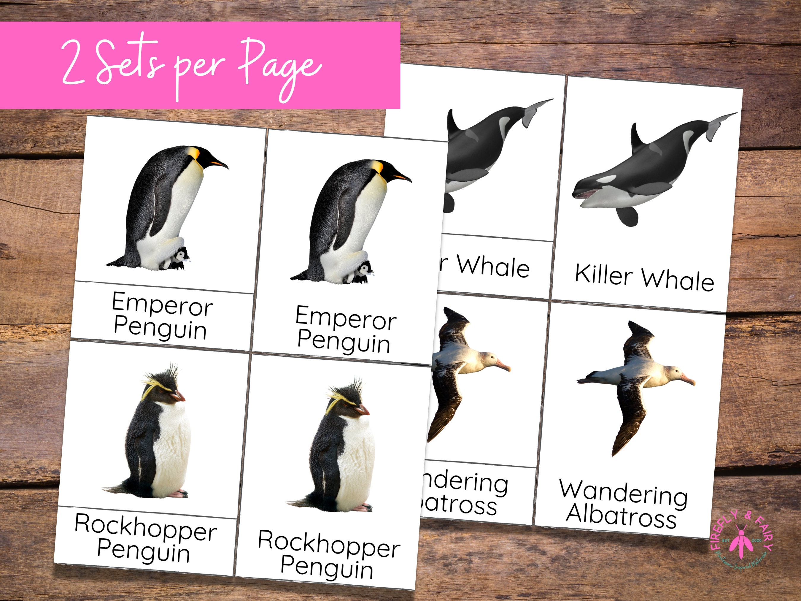 Animals of Antarctica Montessori Nomenclature 3-part Cards Science ...