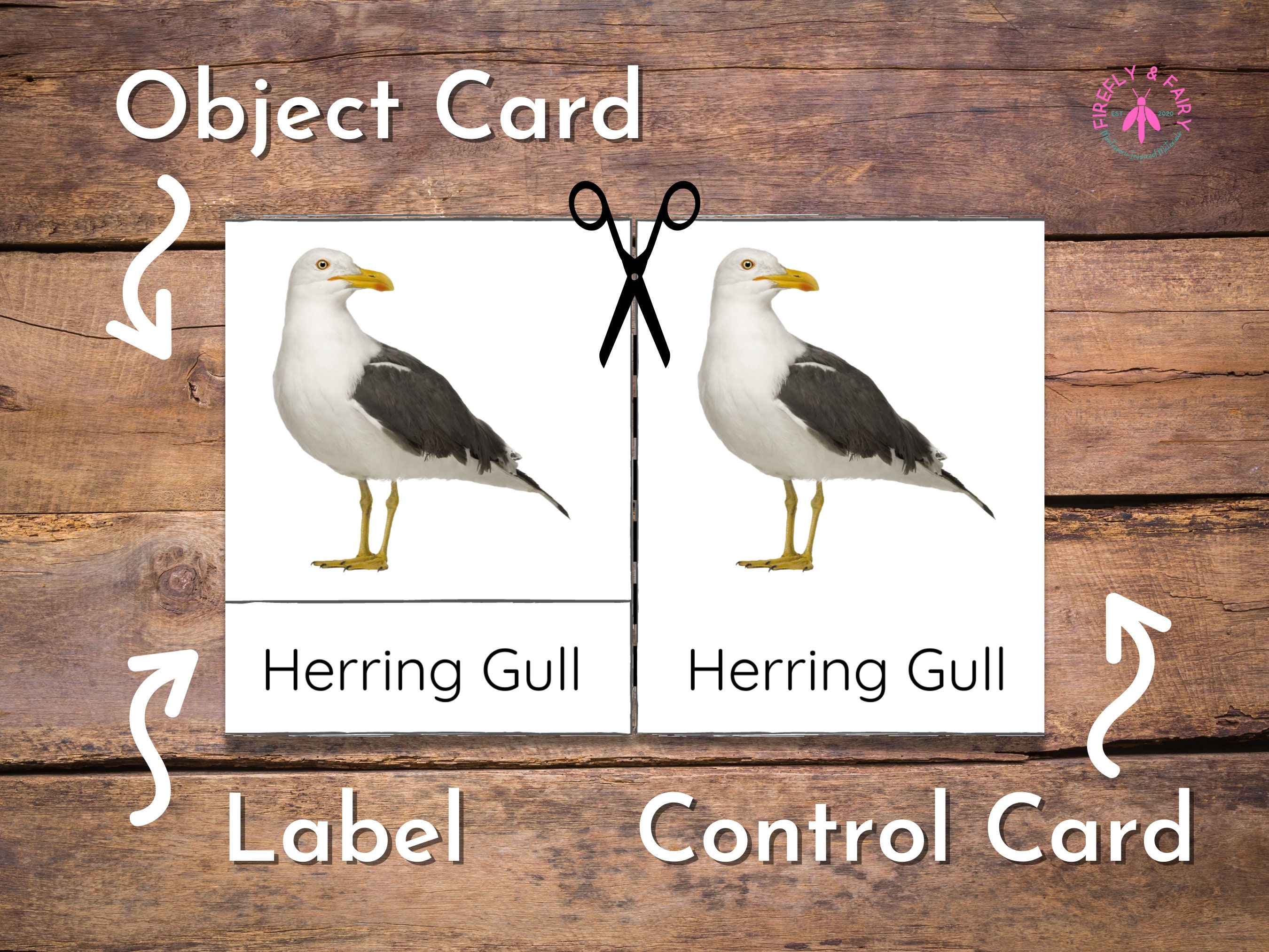 Animals of the Great Lakes Montessori Nomenclature 3-part Cards Science ...