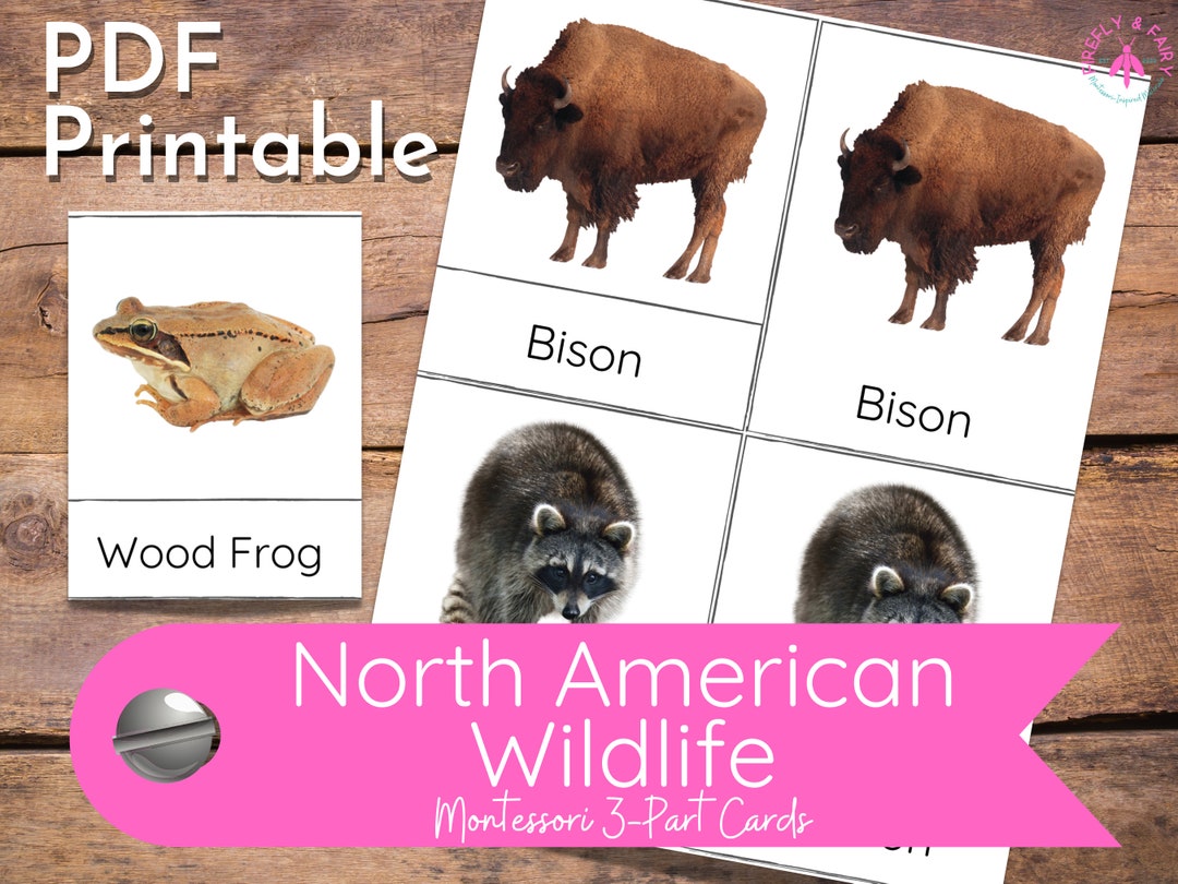 North American Wildlife Montessori 3-part Cards Flash Card Activity ...