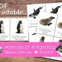 Montessori Classified Cards/ Nomenclature Phonetic Animals/ Printable ...