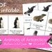Animals of Antarctica Montessori Nomenclature 3-part Cards Science ...