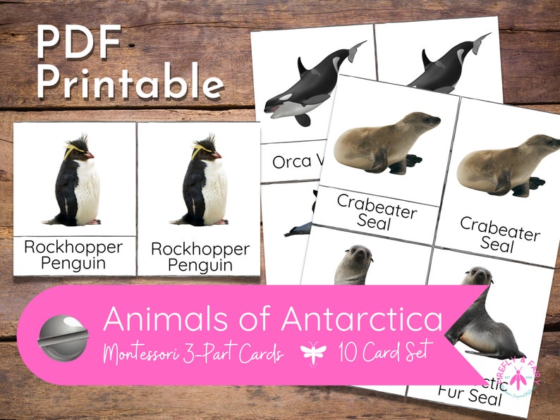 Animals of Antarctica Montessori Nomenclature 3-part Cards Science ...