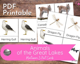 Animals of Antarctica Montessori Nomenclature 3-part Cards | Etsy