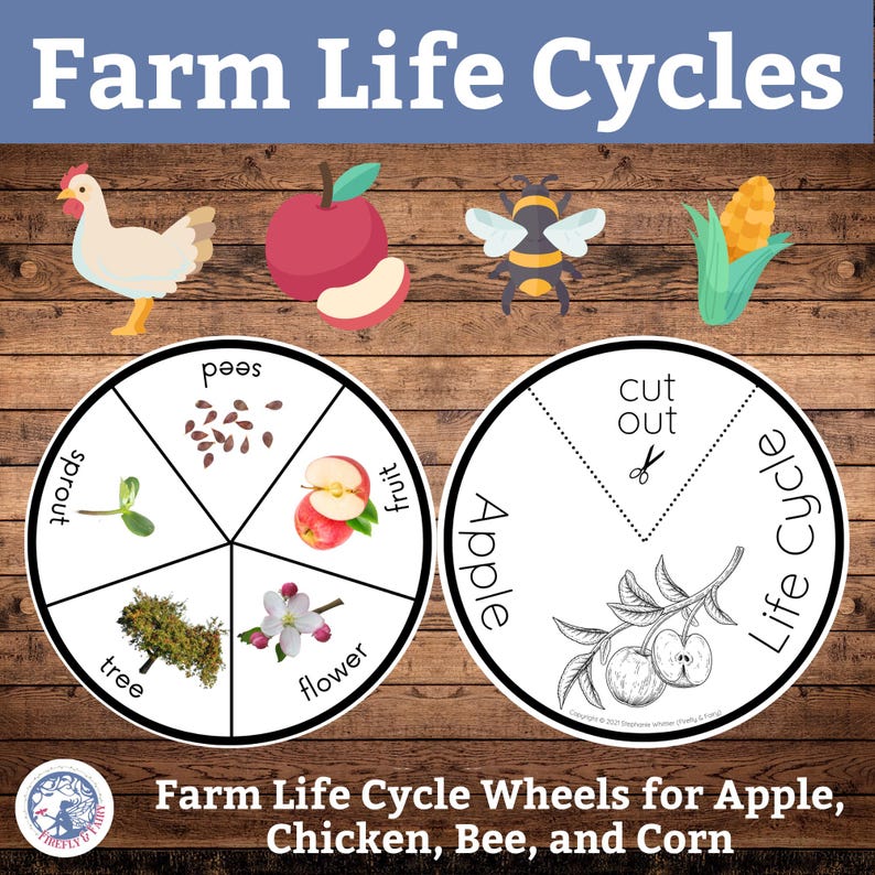 Farm Life Cycle Wheel Science Activity / Chicken Life Cycle / Farm Unit ...
