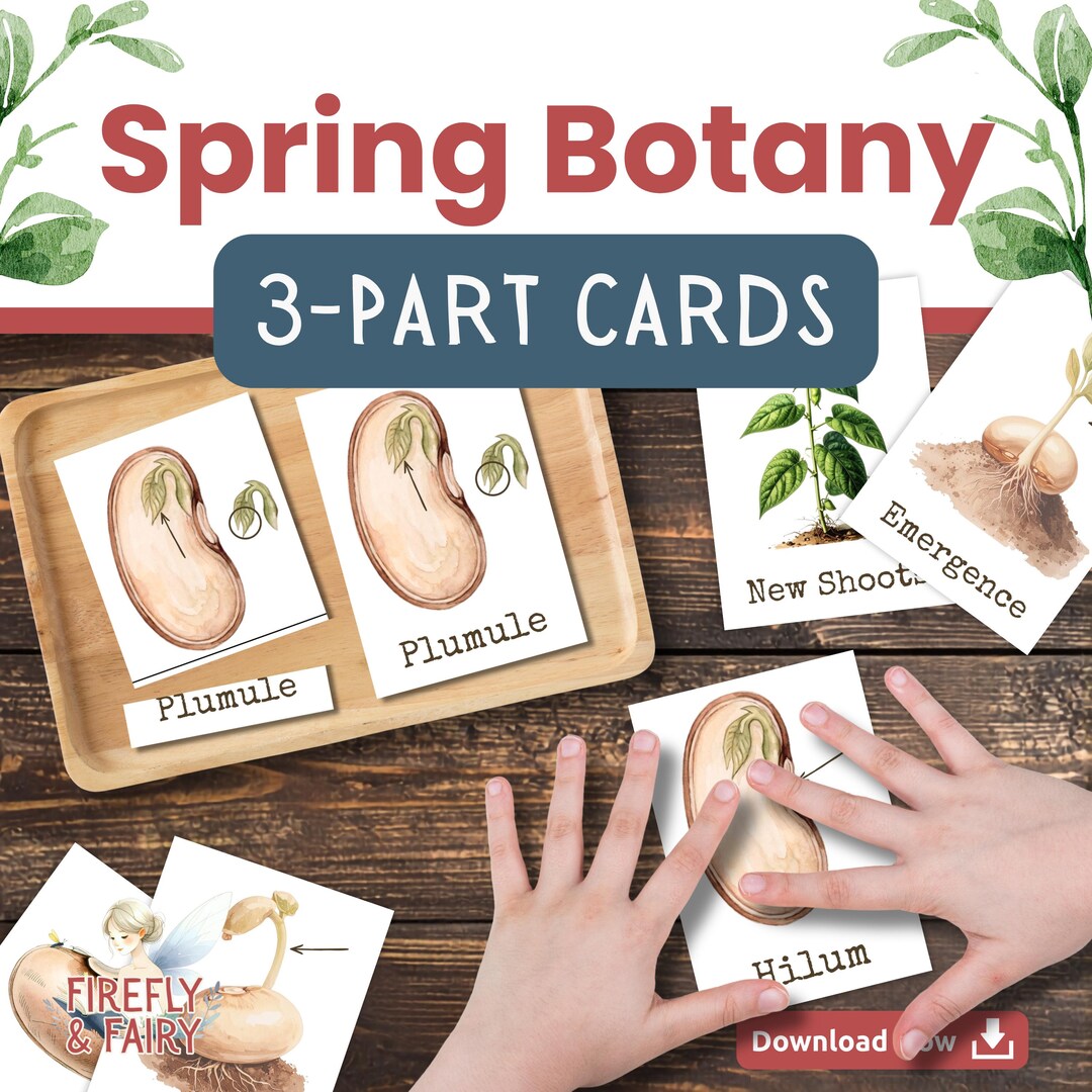 Spring Botany Nomenclature Cards | Montessori 3-part Cards | Plant Life ...