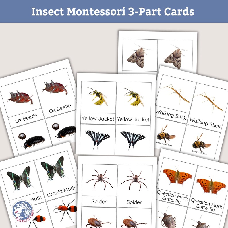 Insect Montessori Science 3-part Cards, Bug Flash Cards, Printable ...