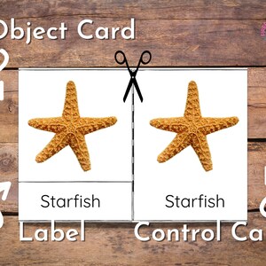 Ocean Themed Montessori Nomenclature Cards With 12 Marine Animals ...