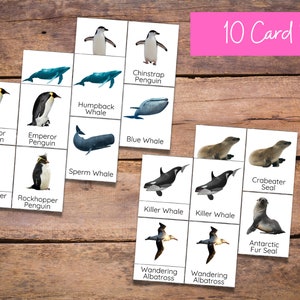 Animals of Antarctica Montessori Nomenclature 3-part Cards Science ...