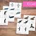 Animals of Antarctica Montessori Nomenclature 3-part Cards Science ...