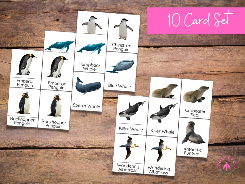 Animals of Antarctica Montessori Nomenclature 3-part Cards Science ...