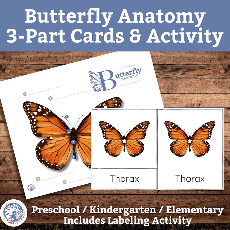 Butterfly Mini Cards - Etsy