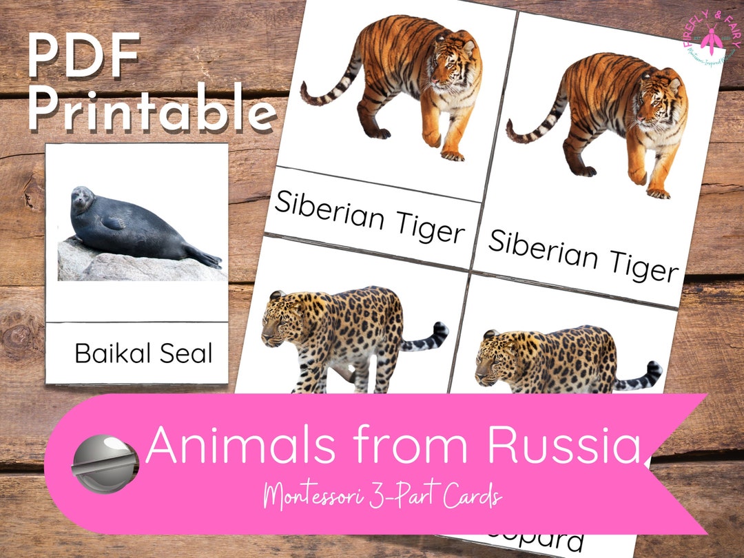 Animals of Russia 3-part Cards | Science & Geography Nomenclature Cards ...