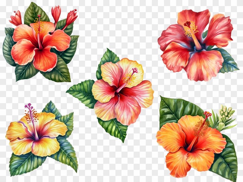 Watercolor Hawaiian Hibiscus Flower Clipart Hawaiian Flower - Etsy