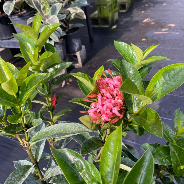 Ixora - Etsy