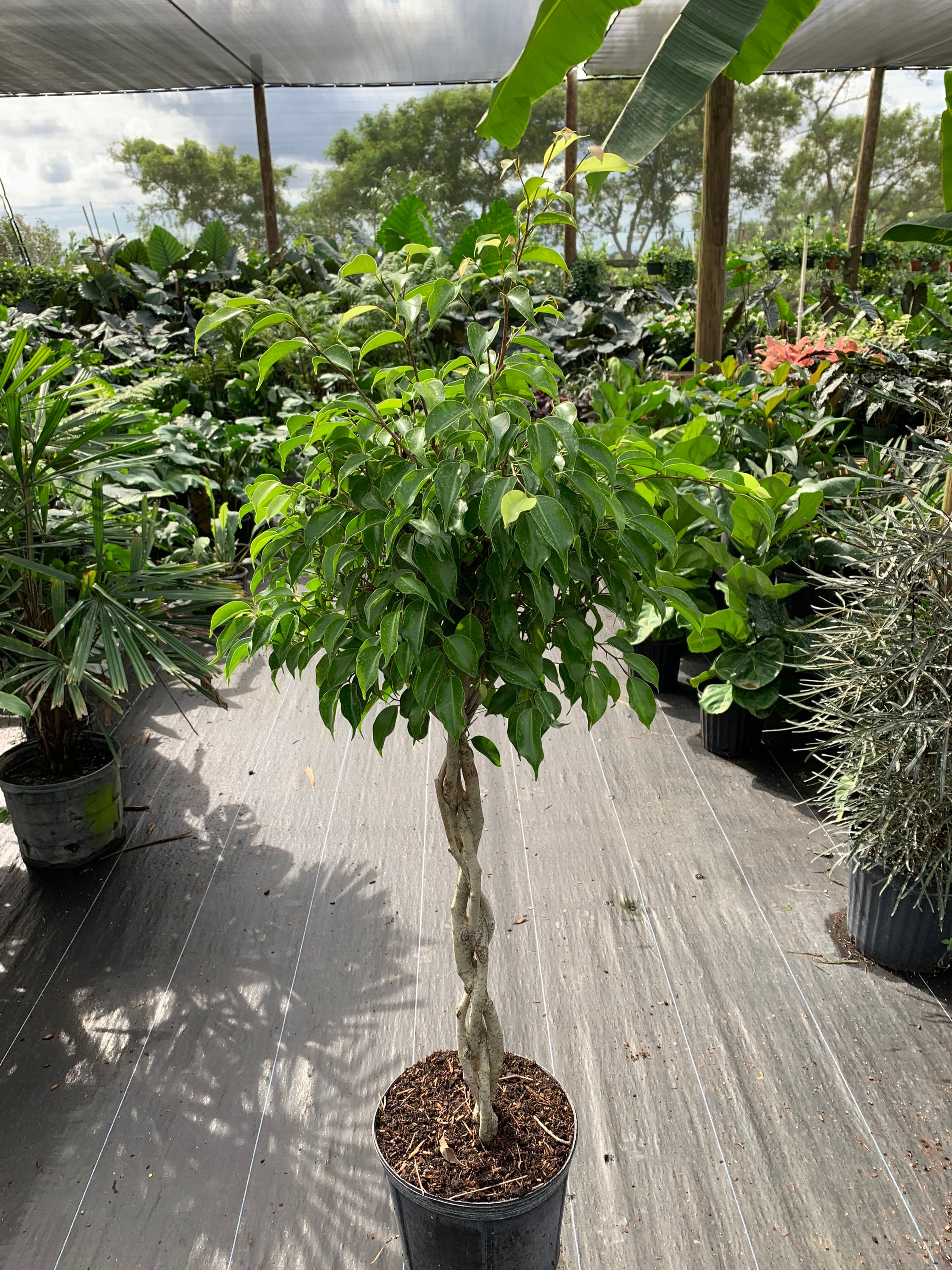 Ficus Benjamina