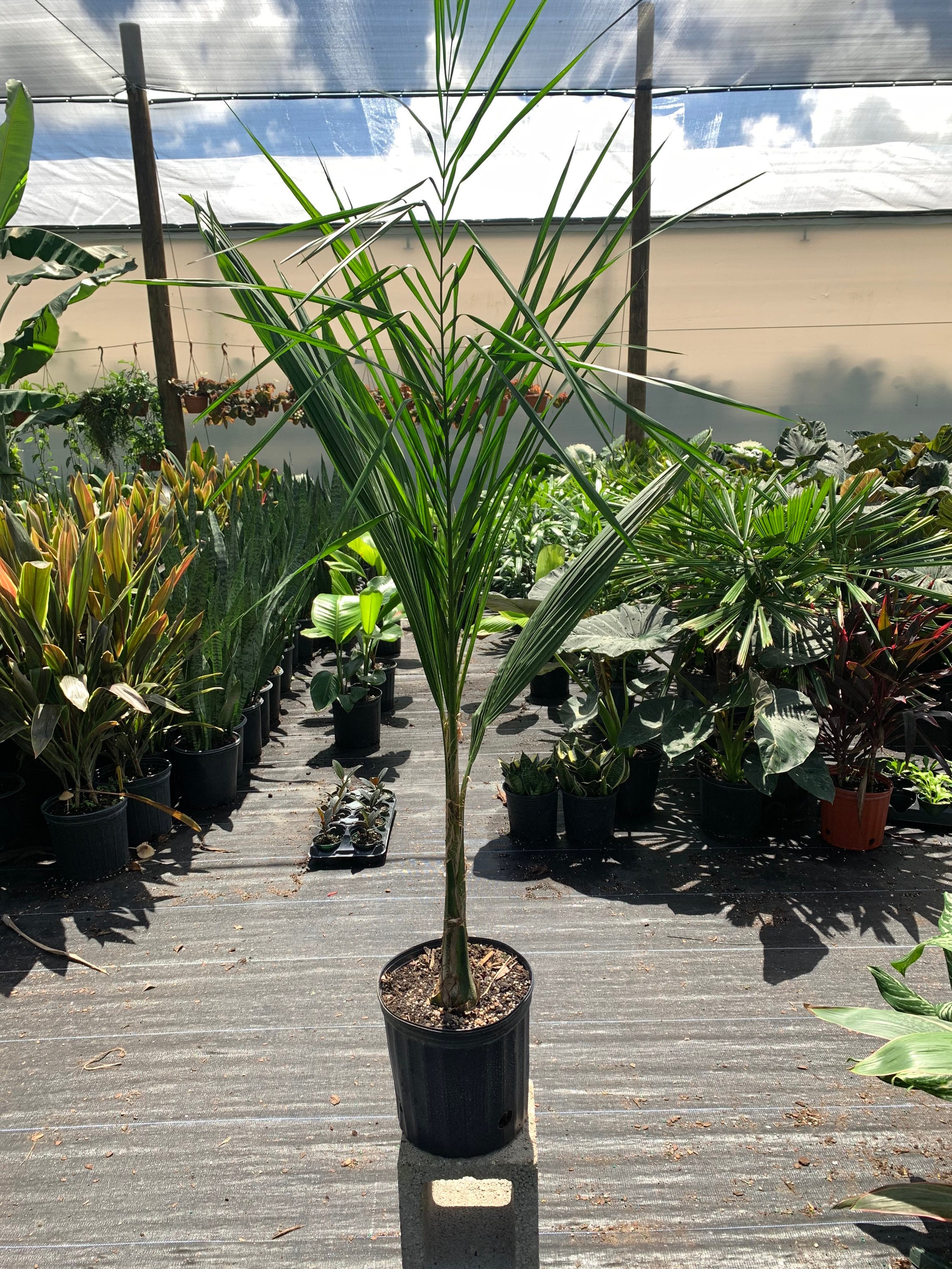 Plant Queen Palm