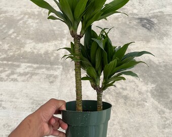 Dracaena Janet Craig Compacta Cane Plant in 2g Pot About 36 Tall - Etsy