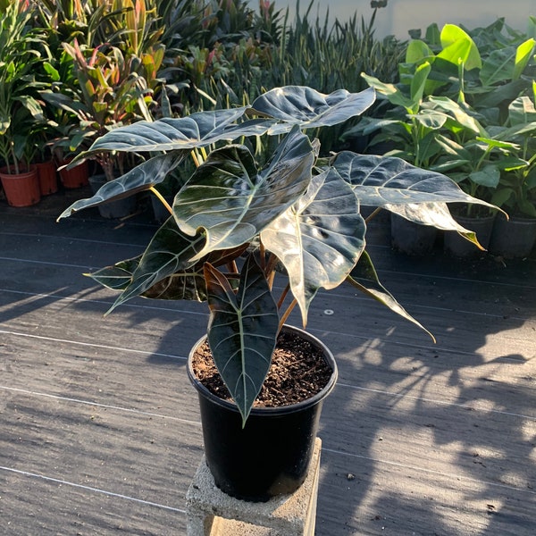 Dragon Tooth Alocasia - Etsy