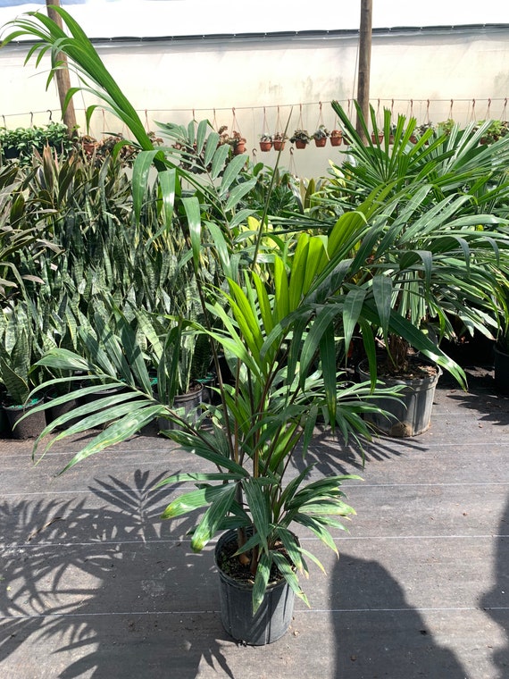 Dypsis Pembana