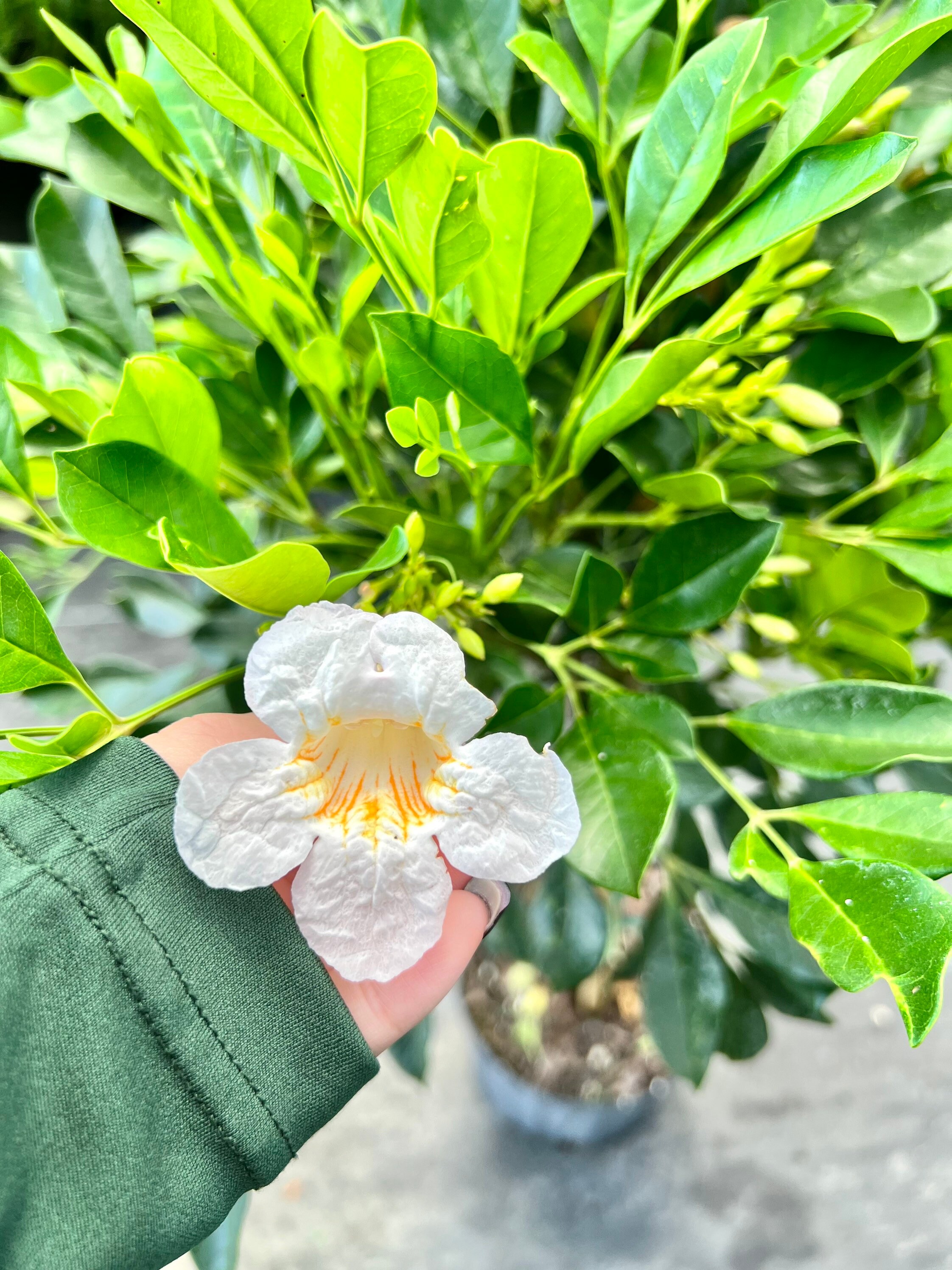 Jasmine Dwarf Asian Tree Radermachera Kunming 10 Inch Pot - Etsy